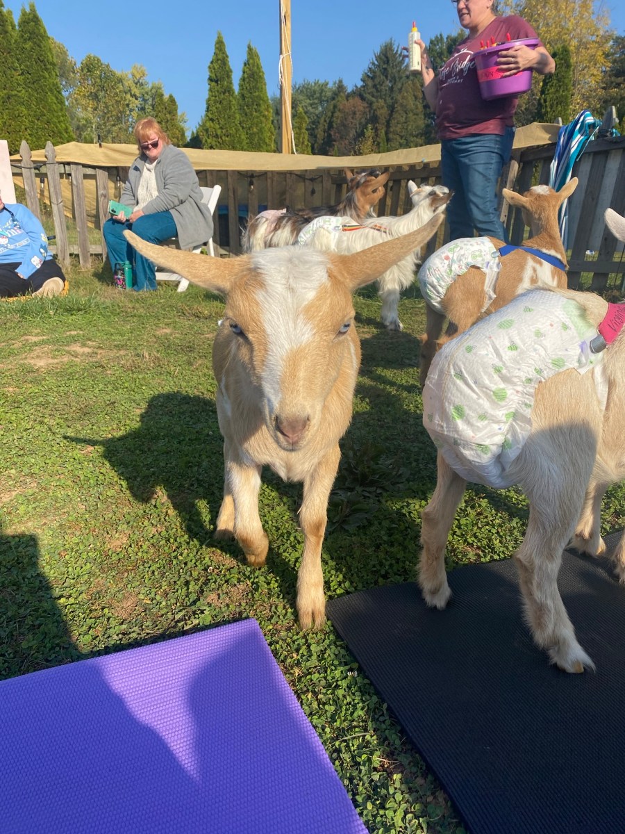 Goat Yoga, Bahhh-maste! – Crystal Aura Gaze